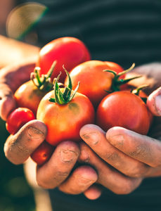 Por qué mezclar bioterra con amicote?